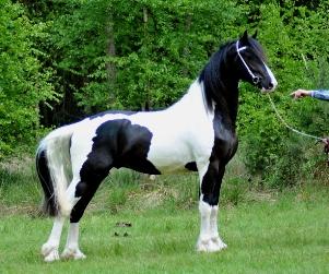 Barock Pinto : Cheval baroque pie élégant