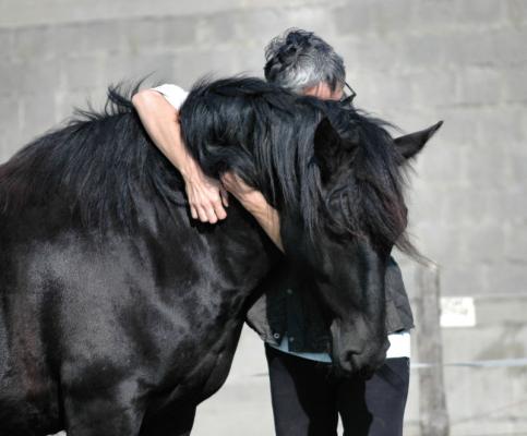 Mérens (cheval) : Race rustique et polyvalente des Pyrénées.