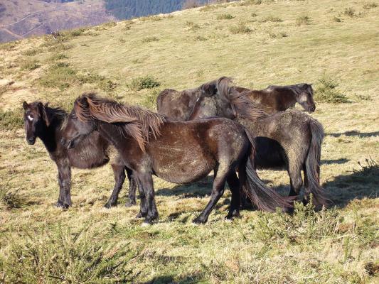 Pottok : Poney basque rustique et docile