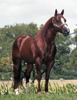 Quarter Horse : Cheval américain polyvalent et musclé | Chevaux du Monde