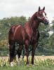 Quarter Horse : Cheval américain polyvalent et musclé | Chevaux du Monde