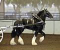 Shire : Le géant doux du cheval de trait anglais