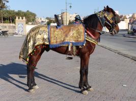 Barb Horse : Ancestor of the Andalusian and Mustang, hero of Maghreb ...