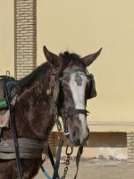 Barb Horse : Ancestor of the Andalusian and Mustang, hero of Maghreb ...