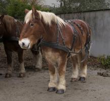 Breton (Horse) : Breton draft horse, icon of Brittany and its rugged ...
