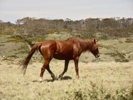 Brumby : Wild horse in Australia: origin and controversy