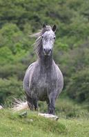 Connemara Pony : Ireland's only native breed