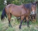 Criollo : Hardy Horse of South America