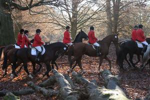 English Hunter - Horse Type : Elegant type for hunting and jumping.