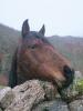 Garrano : Primitive Pony of Portugal, Hardy and Mountain-Bred