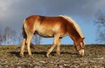 Hucul (Pony) : Rustic Mountain Breed of the Carpathians