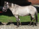 Konik : Polish primitive horse descended from the Tarpan