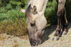 Konik : Polish primitive horse descended from the Tarpan