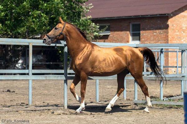 Russian Don : Elegant and Versatile Russian Breed