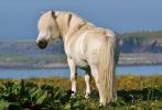 Shetland Pony : World's strongest horse by size ratio, former coal mine ...