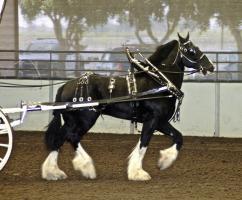 Shire : The Gentle Giant of English Draft Horses